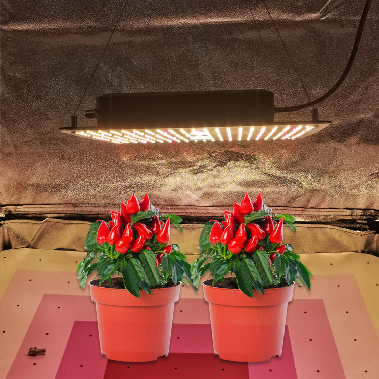 Is It Worth it to Invest In Quantum Board LED Grow Lights? - Lightmyleaf