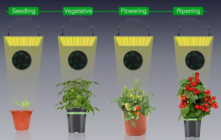 What’s the ideal temperature from seedling, vegetative, flowering to ...