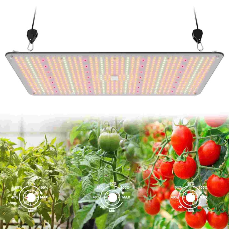 The Mystery of Quantum Board Light Revealed - Lightmyleaf